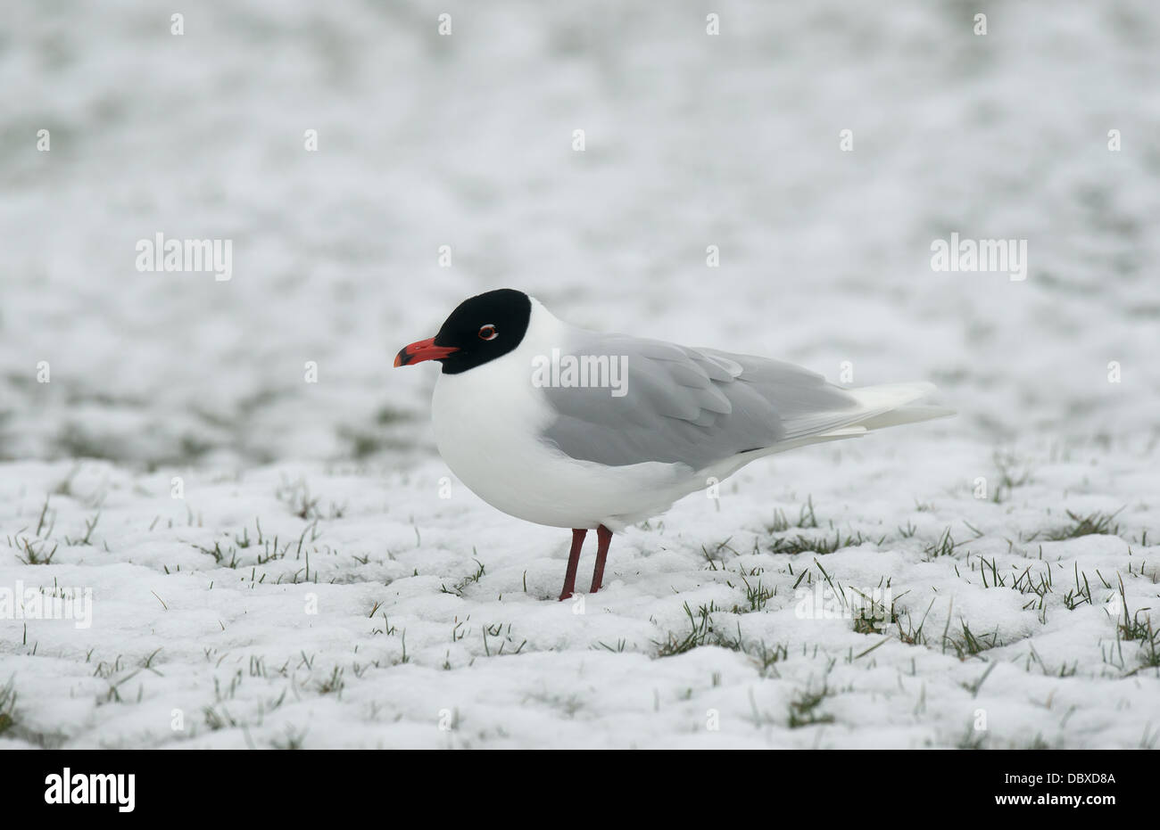 Mediterranean Gull adult summer on snow Stock Photo - Alamy
