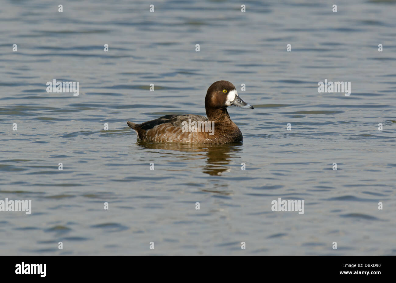 Greater Scaup female Stock Photo - Alamy
