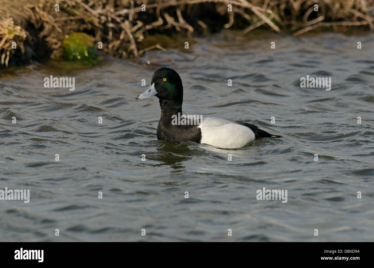 Greater scaup uk hi-res stock photography and images - Alamy