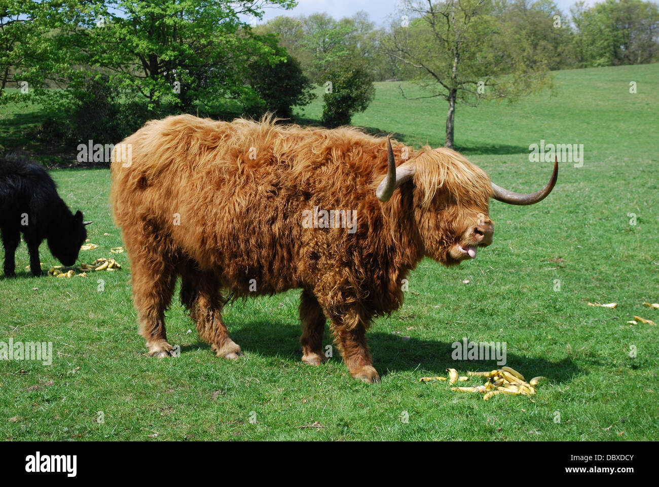 Highland bull hi-res stock photography and images - Alamy