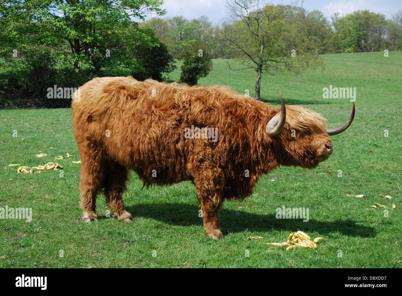 Bull park hi-res stock photography and images - Alamy