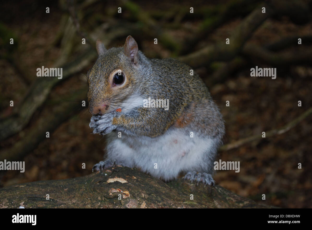 Squirrel Animal Park Stock Photo - Alamy