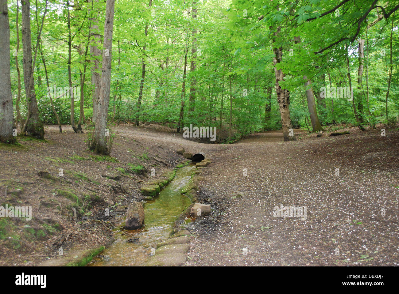 Stream greenery hi-res stock photography and images - Alamy