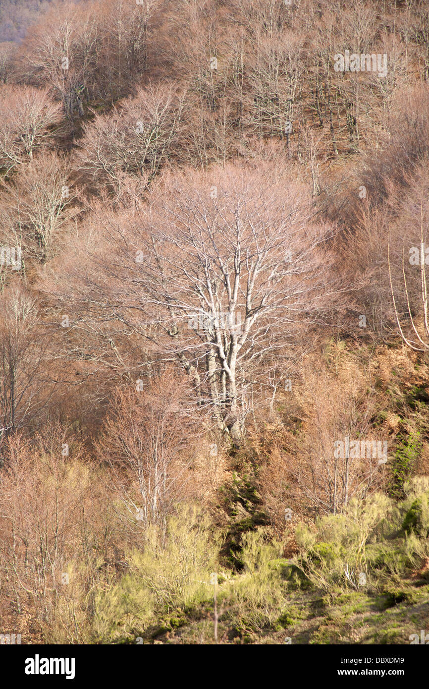 fall trees in Picos de Europa Stock Photo - Alamy
