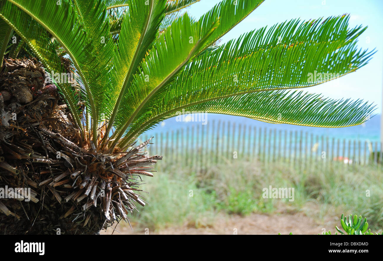 Palmetto tree hi-res stock photography and images - Alamy