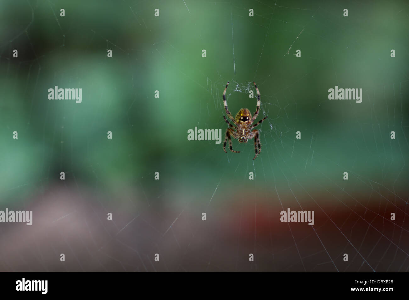 Labyrinth orbweaver spider (metepeira labyrinthea) at the center of its ...