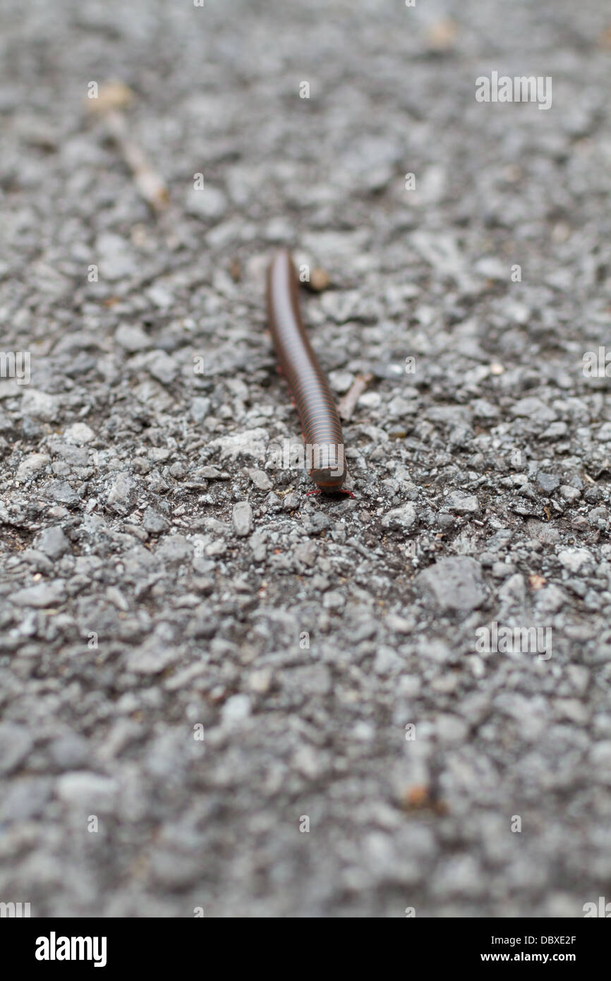 North American millipede (Narceus americanus) on asphalt Stock Photo ...