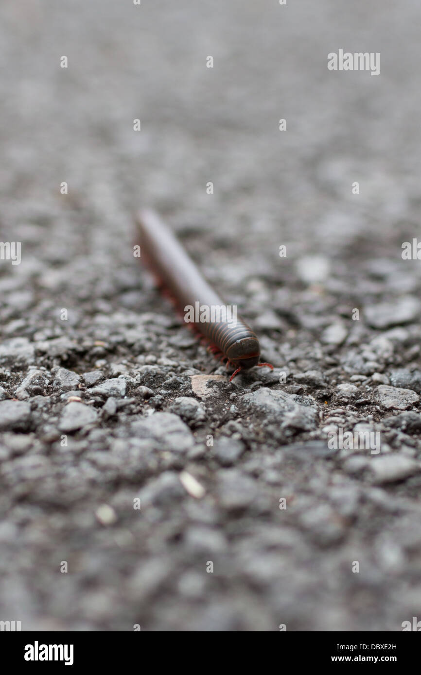 North American millipede (Narceus americanus) on asphalt Stock Photo ...