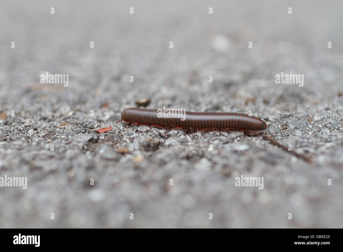 North American millipede (Narceus americanus) on asphalt Stock Photo ...