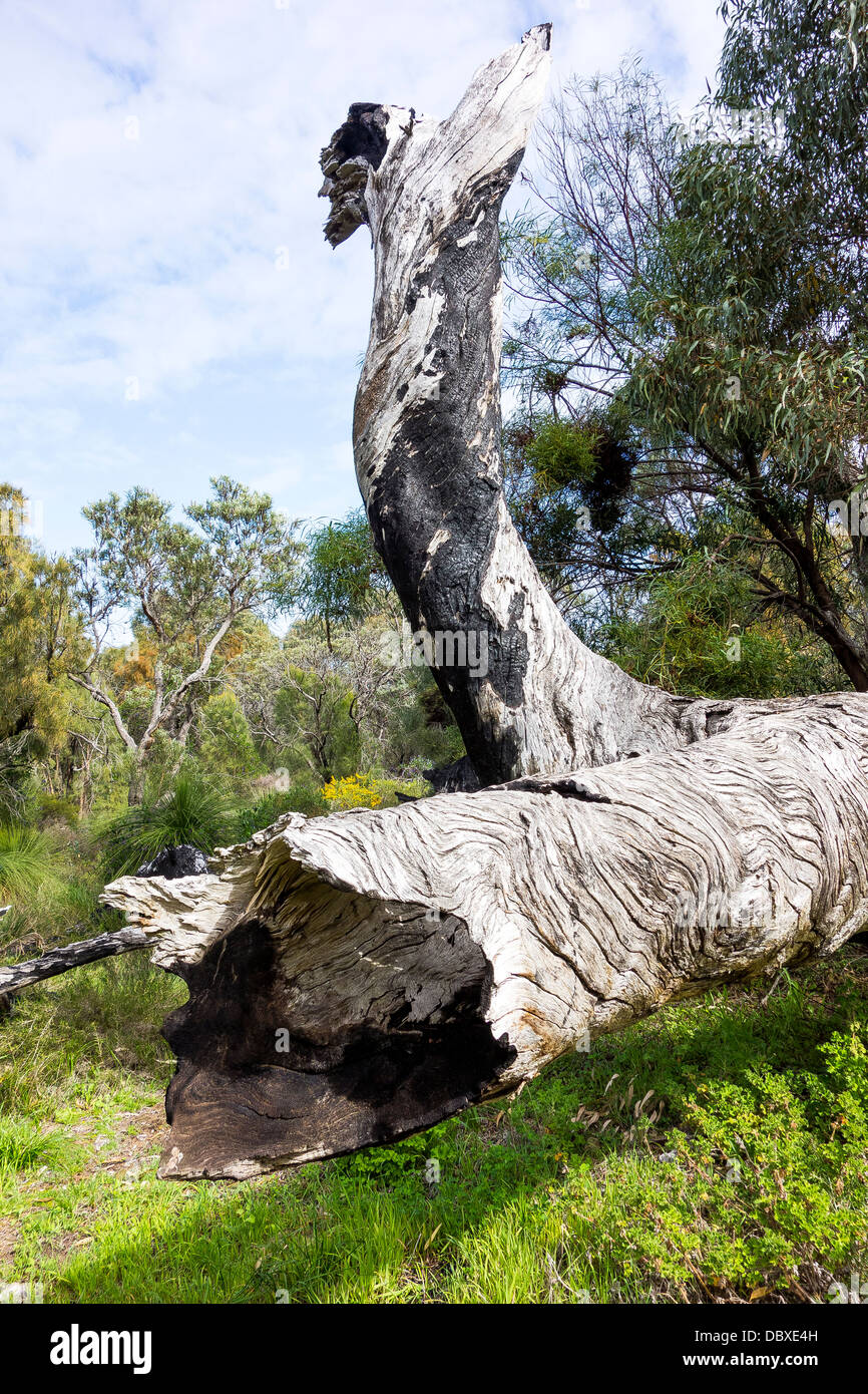 Burnt Tree Trunks in Star Swamp, Perth, Western Australia Stock Photo ...