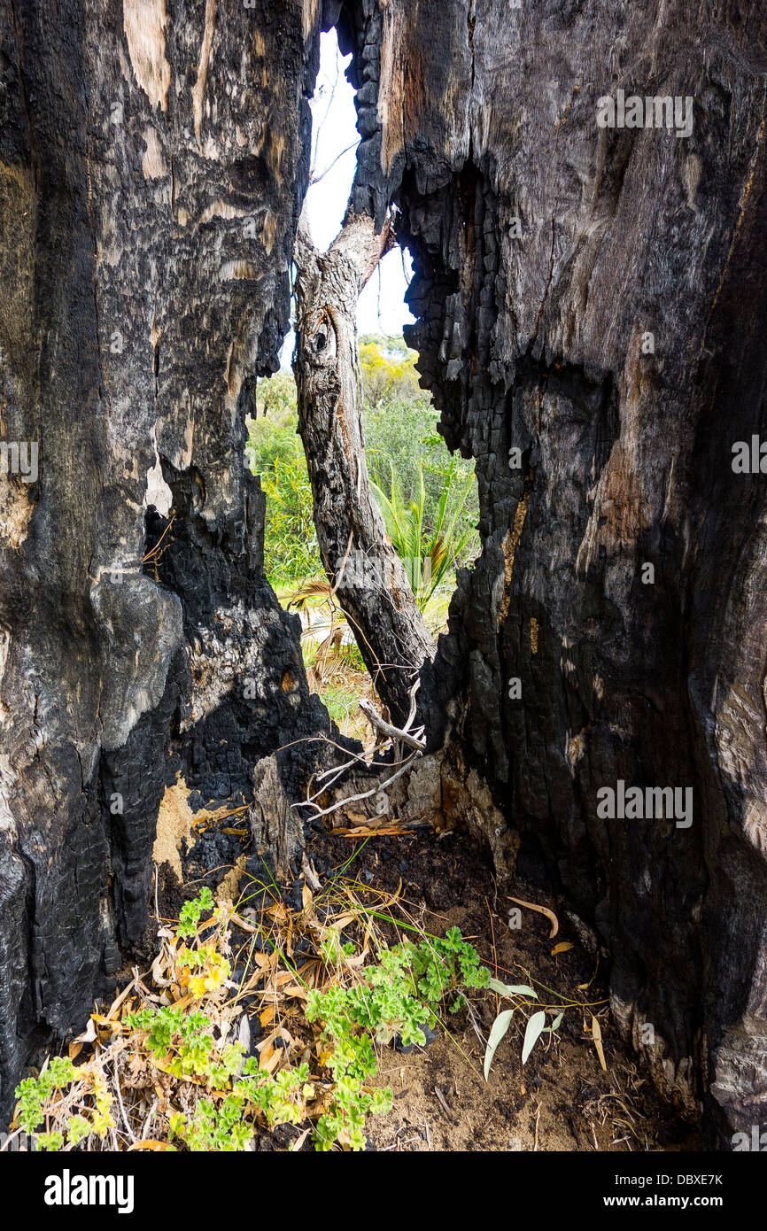 Burnt Tree Trunks in Star Swamp, Perth, Western Australia Stock Photo ...