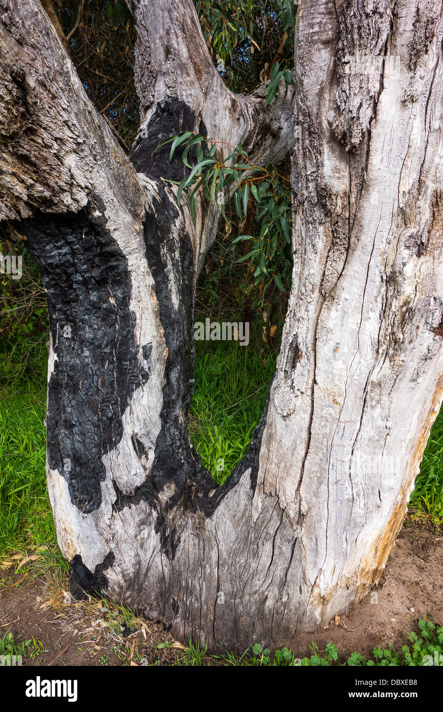 Burnt Tree Trunks in Star Swamp, Perth, Western Australia. Double ...