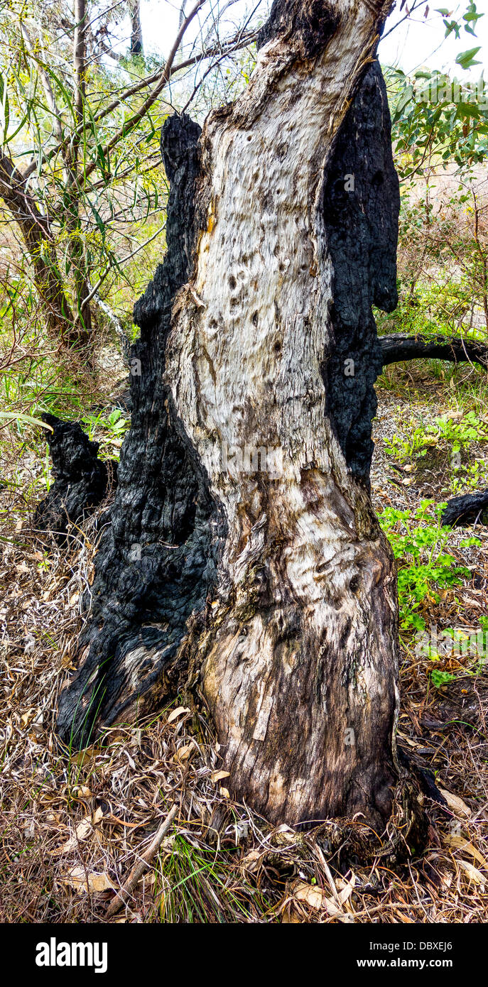 Burnt Tree Trunks in Star Swamp, Perth, Western Australia. Pano Stock ...