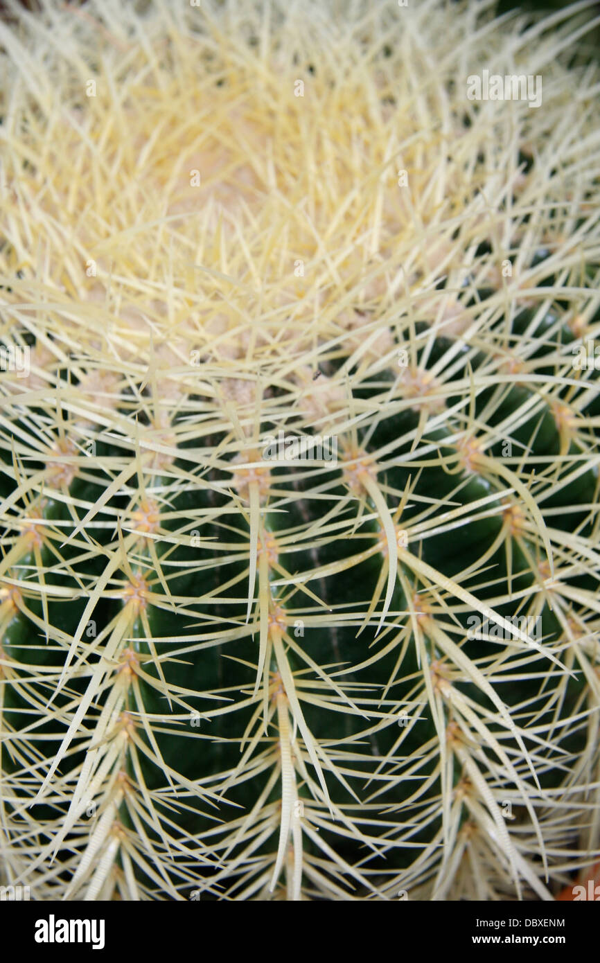 Close up of a cactus Stock Photo - Alamy