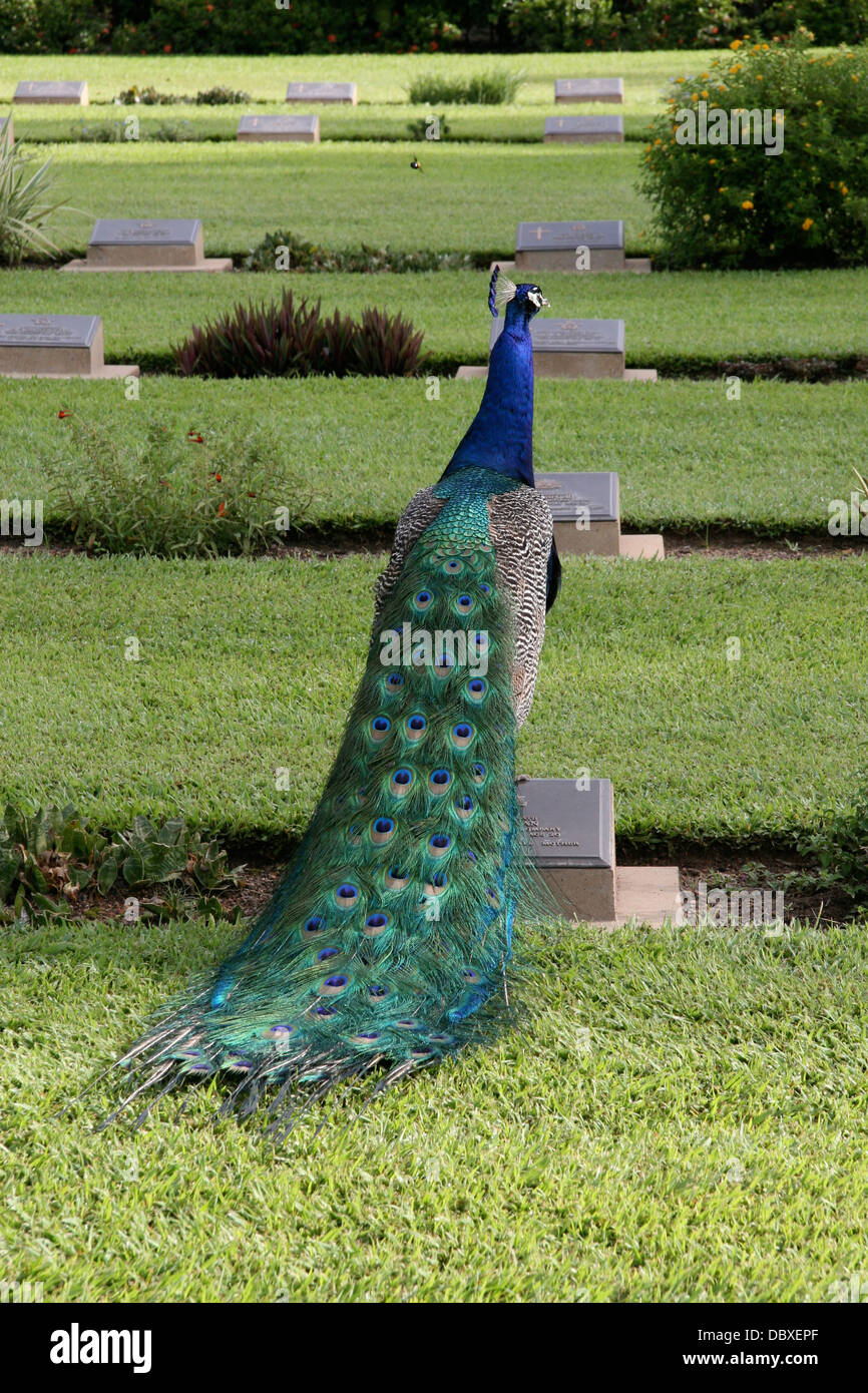 Adelaide cemetery hi-res stock photography and images - Alamy