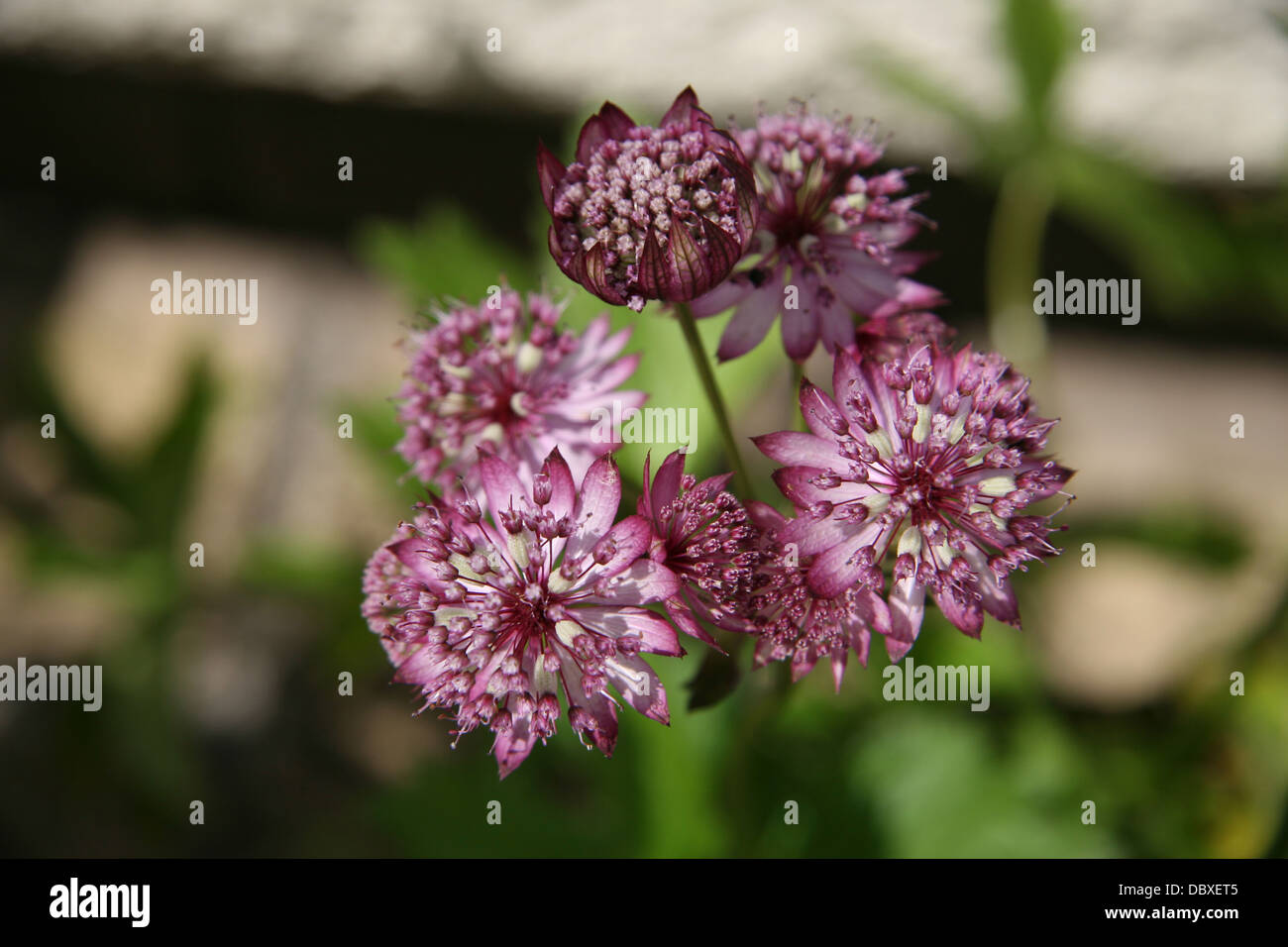 Astrantia flower hi-res stock photography and images - Alamy