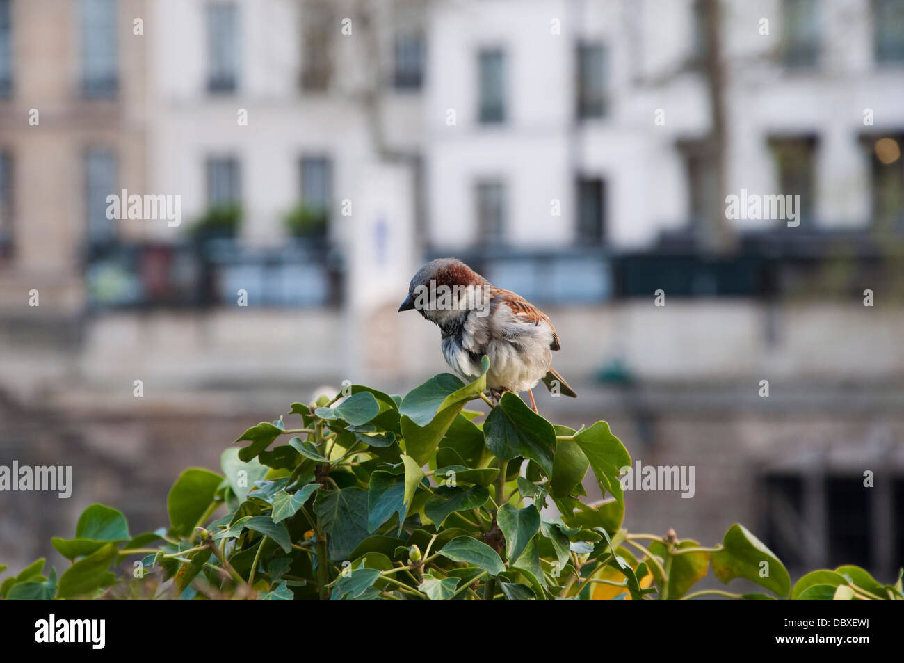 French bird hi-res stock photography and images - Alamy