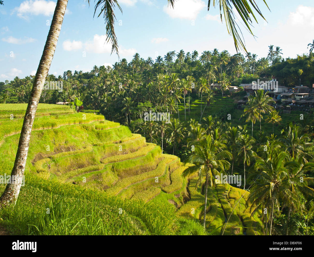 Natural rice terraces hi-res stock photography and images - Alamy