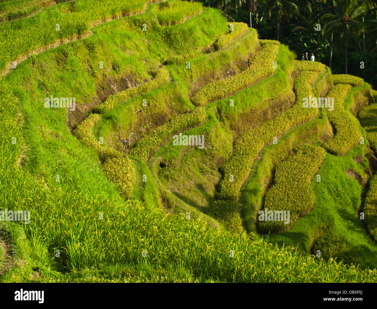 The swing lines of Jatiluwih rice terraces in Bali island, Indonesia ...