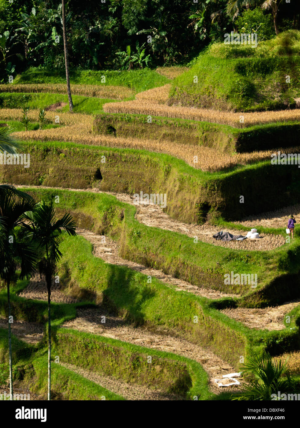 The wavy terrain at Jatiluwih rice terraces in Bali island, Indonesia ...