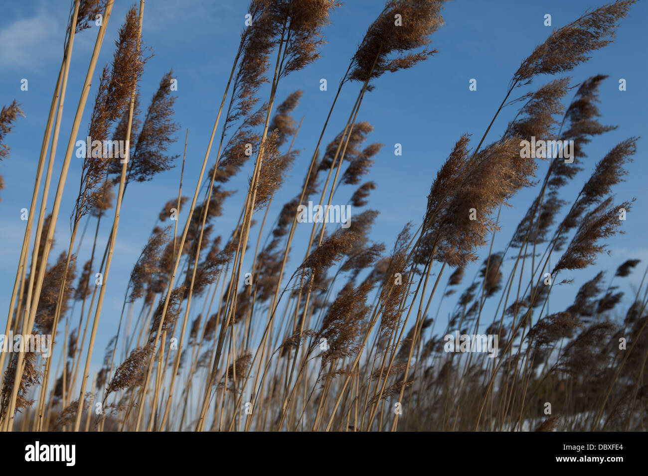 Nature reeds hi-res stock photography and images - Alamy