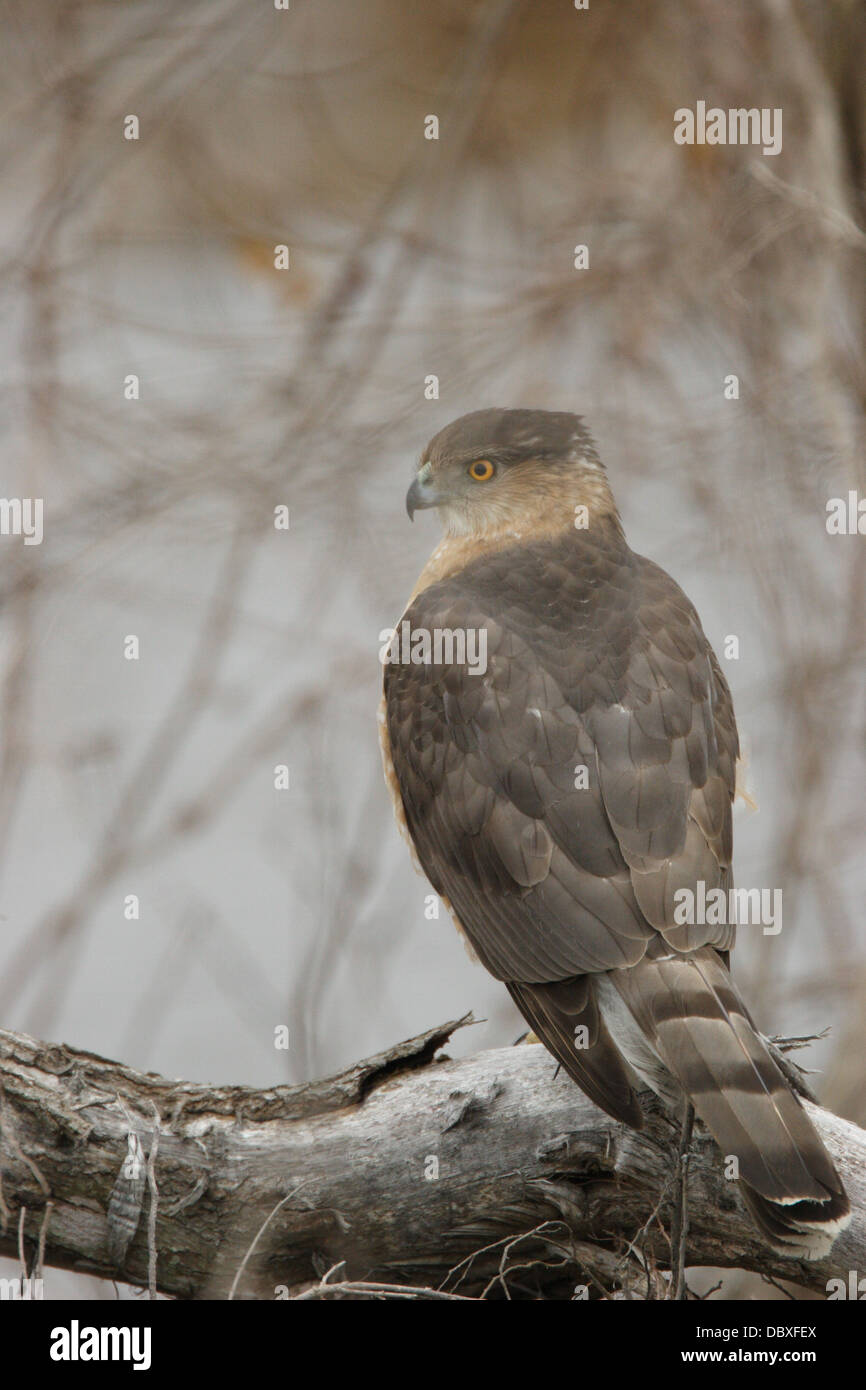 Coopers hawk sitting on perch Stock Photo - Alamy