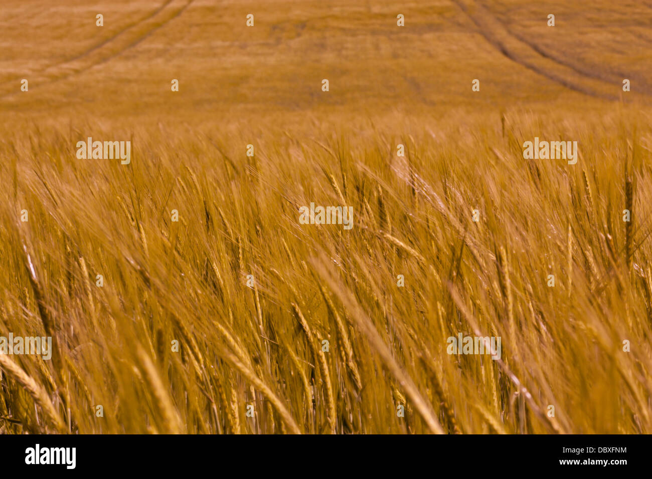 Golden straw field Stock Photo - Alamy