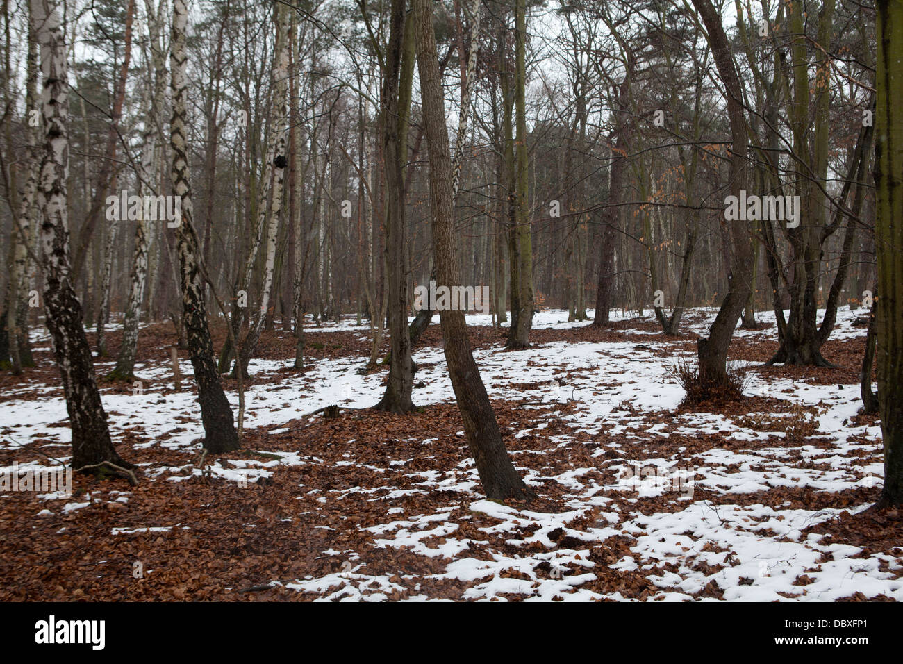 Trees on forest snow hi-res stock photography and images - Alamy