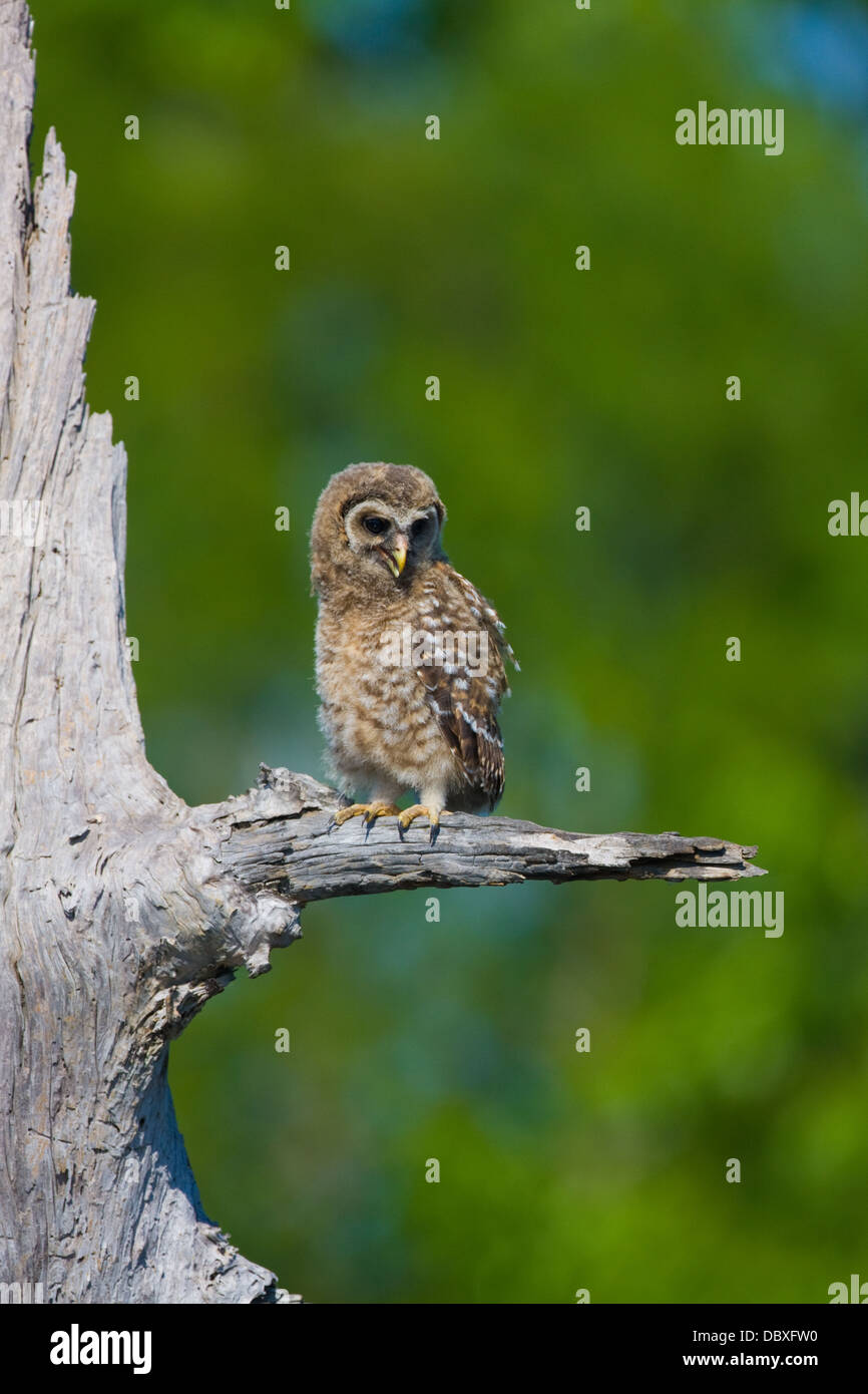 Barred Owl chick on perch Stock Photo - Alamy