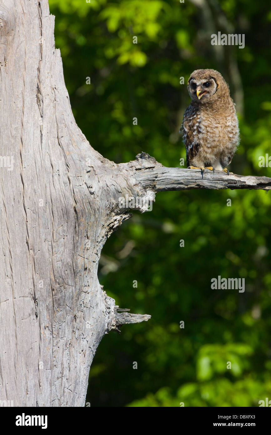 Barred Owl chick on perch Stock Photo - Alamy
