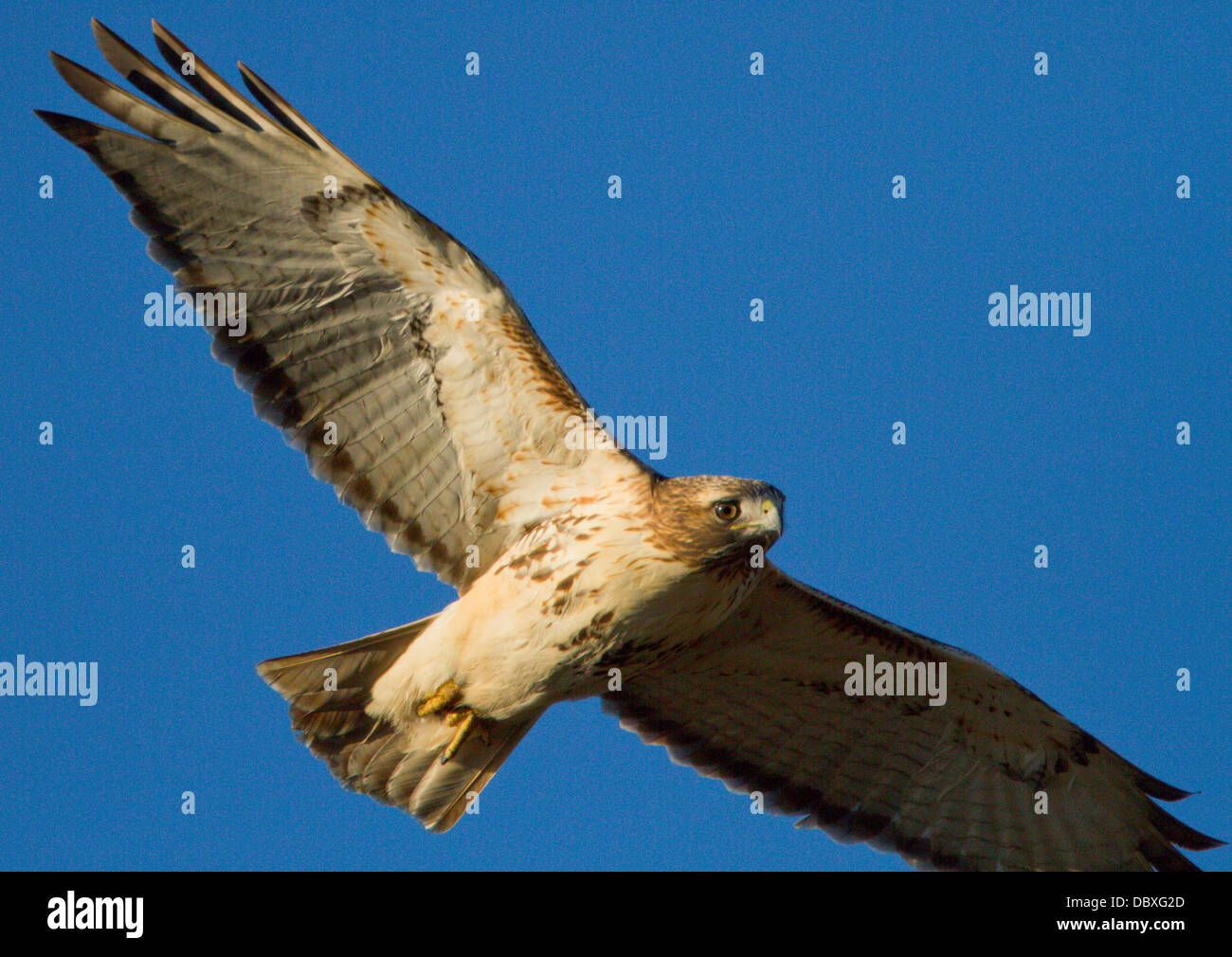 Hawks tail hi-res stock photography and images - Alamy