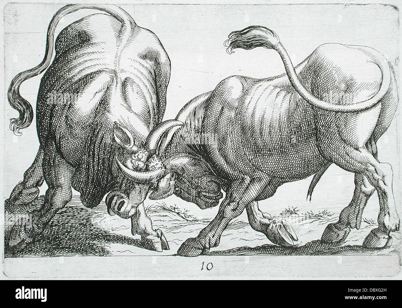 Two Bulls Fighting 65.37.305 Stock Photo - Alamy