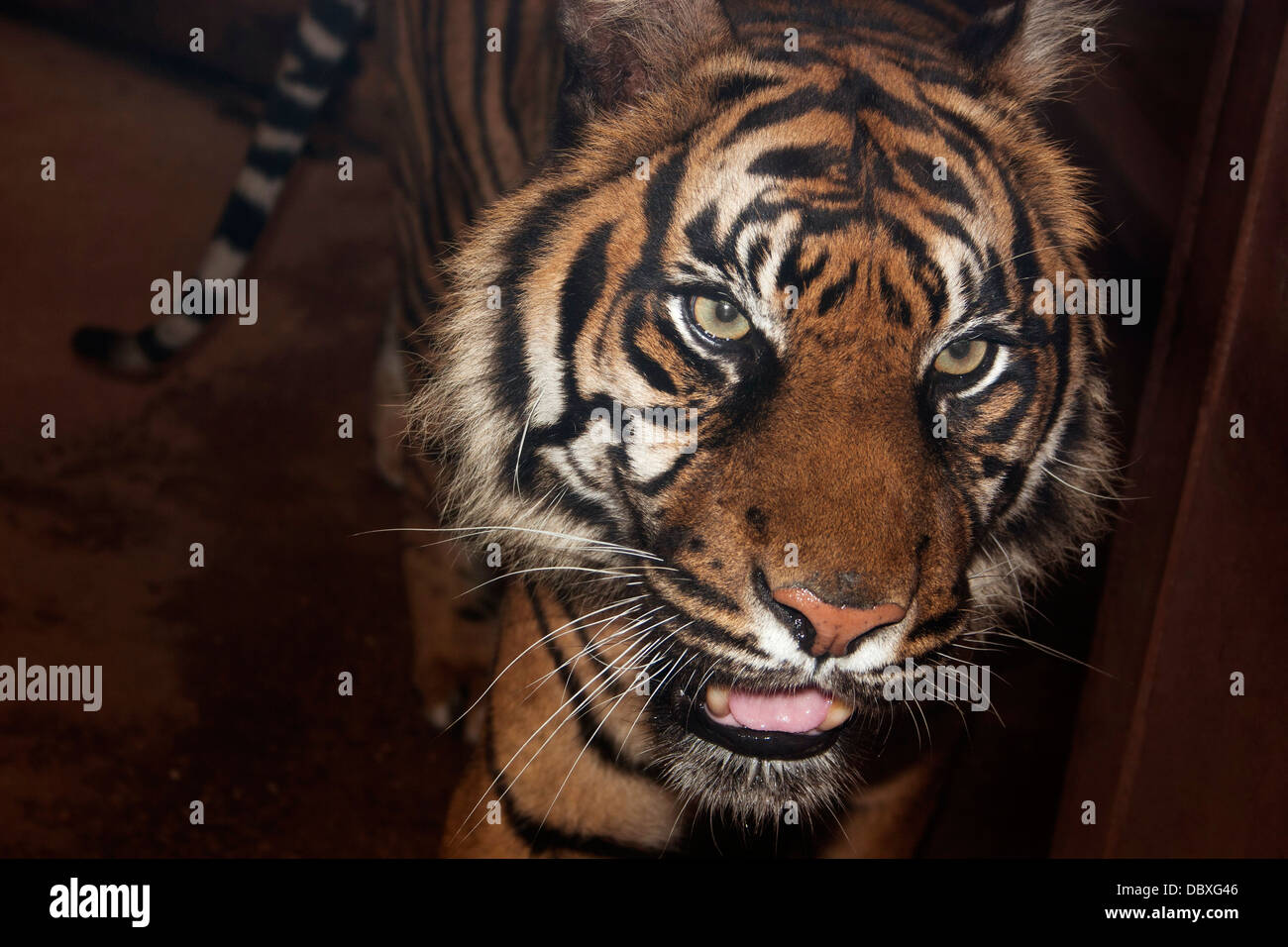 Tiger in captivity Stock Photo - Alamy