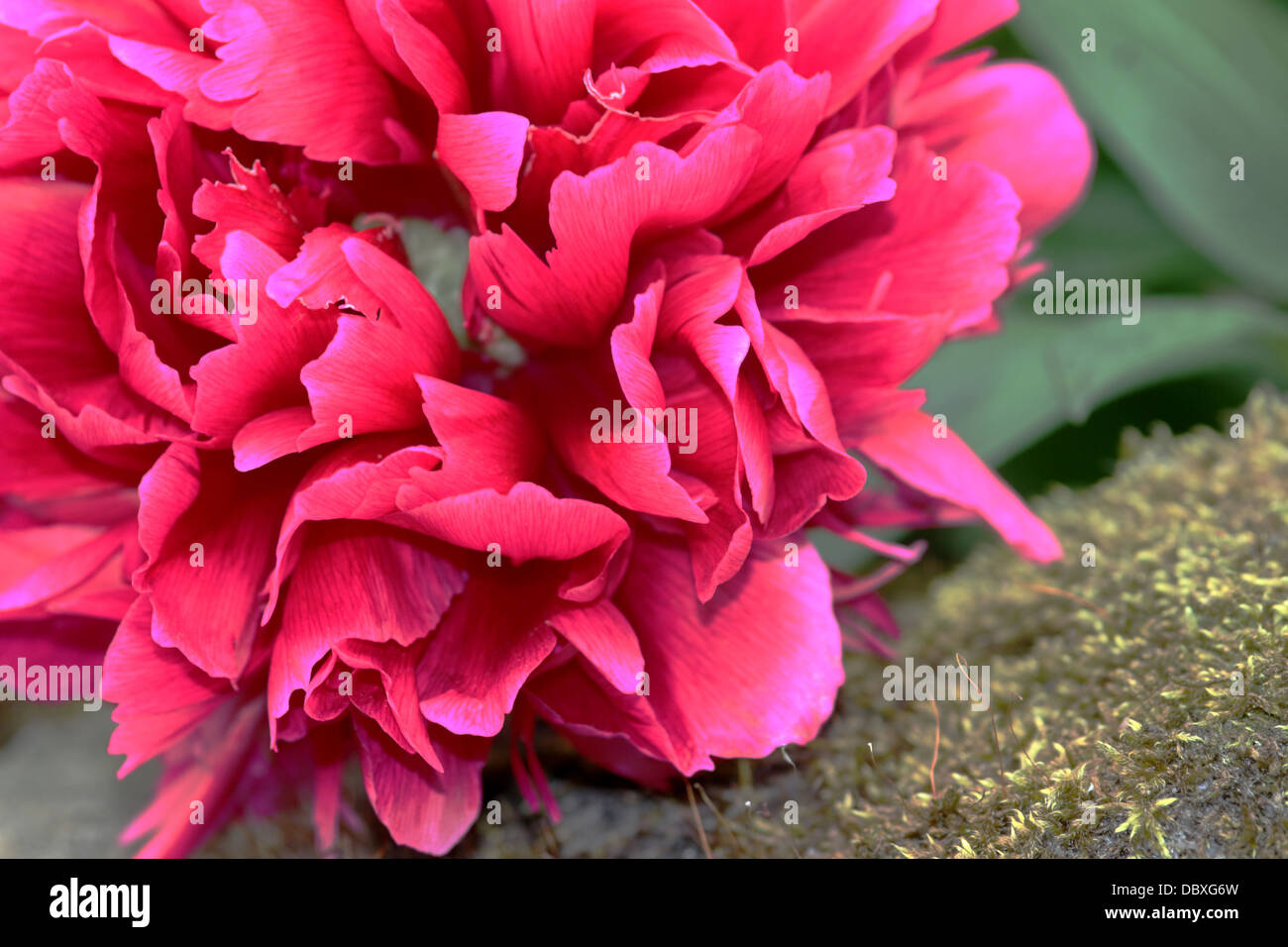 Pretty petal hi-res stock photography and images - Alamy