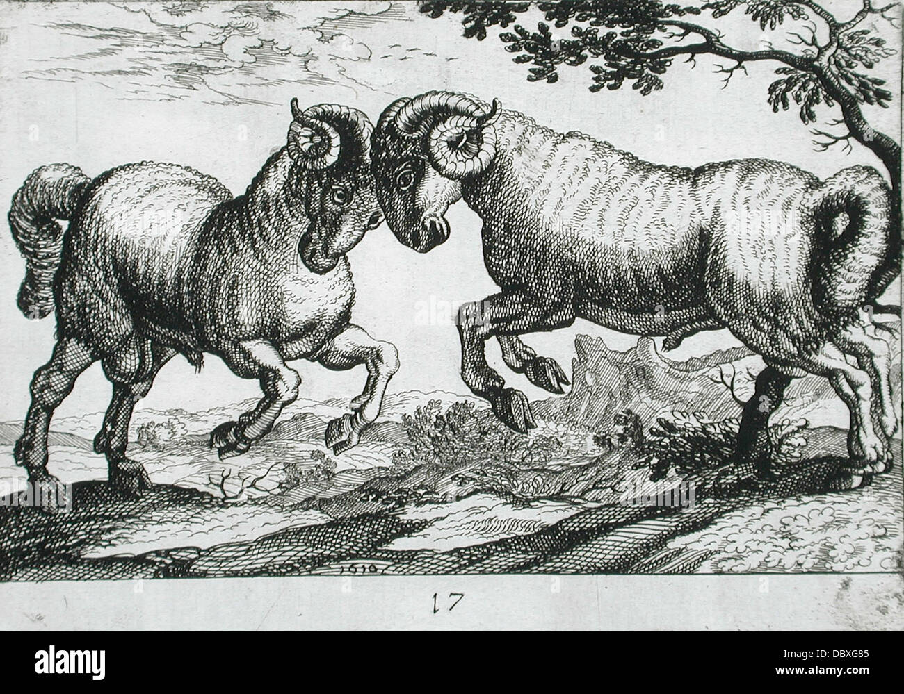 Two Rams Fighting 65.37.312 Stock Photo - Alamy