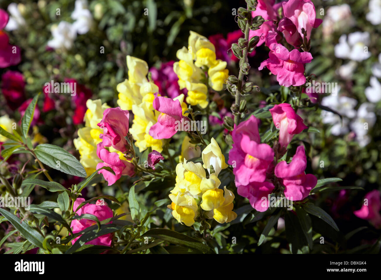 Multicolor flowering plants Stock Photo - Alamy