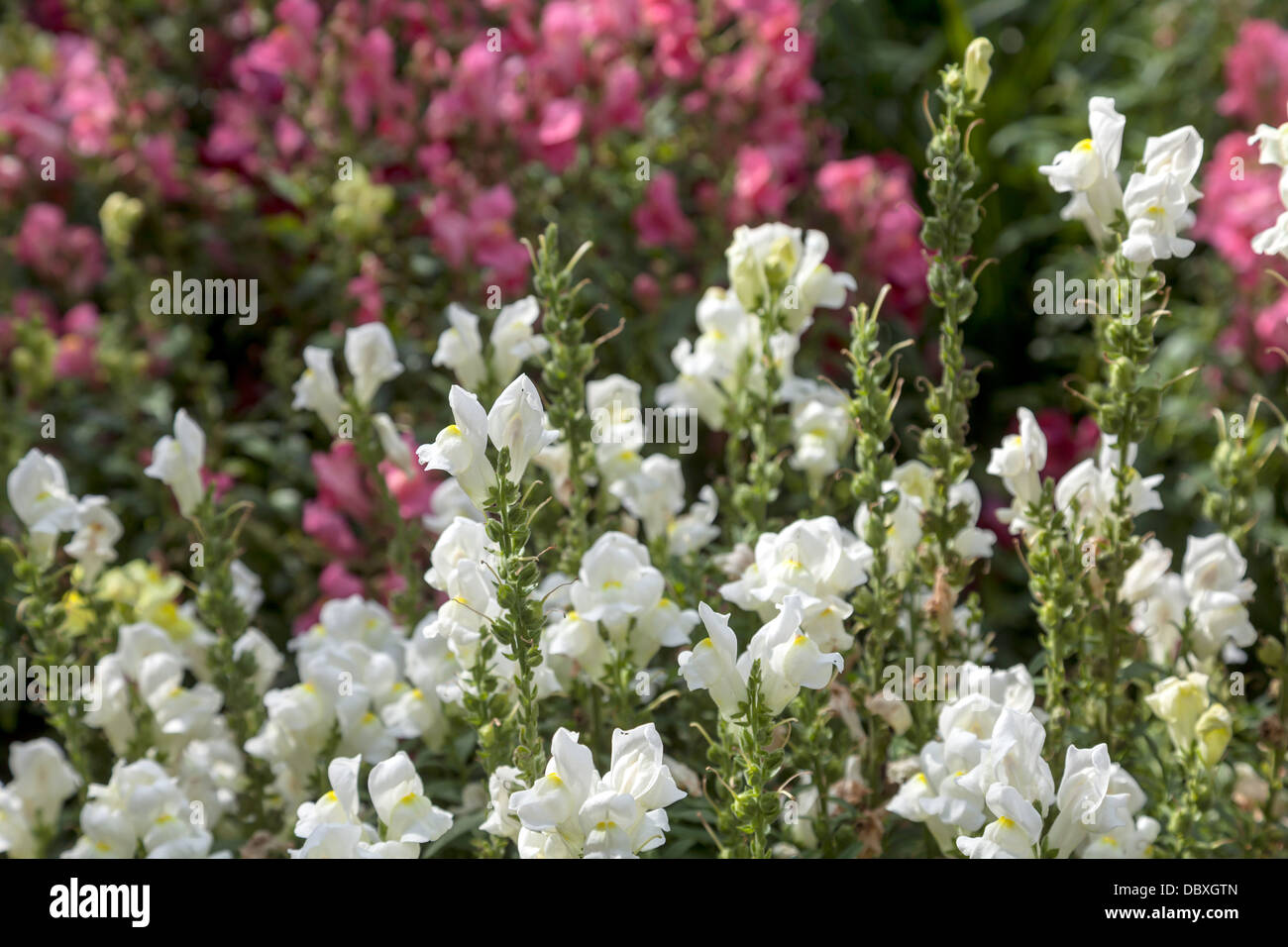 Multicolor flowering plants Stock Photo - Alamy