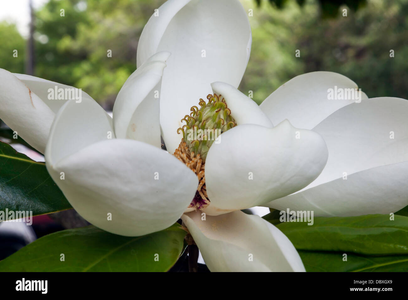 Magnolia Grandiflora Mont-Blanc Wistou Flickr, 50% OFF