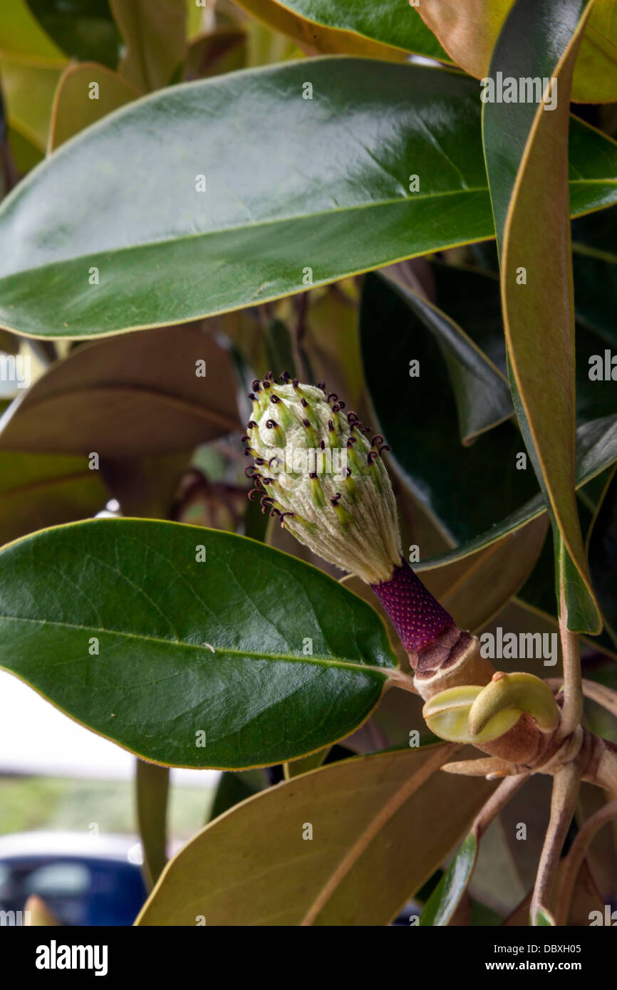 Southern Magnolia (Magnolia grandiflora) bloom Stock Photo - Alamy