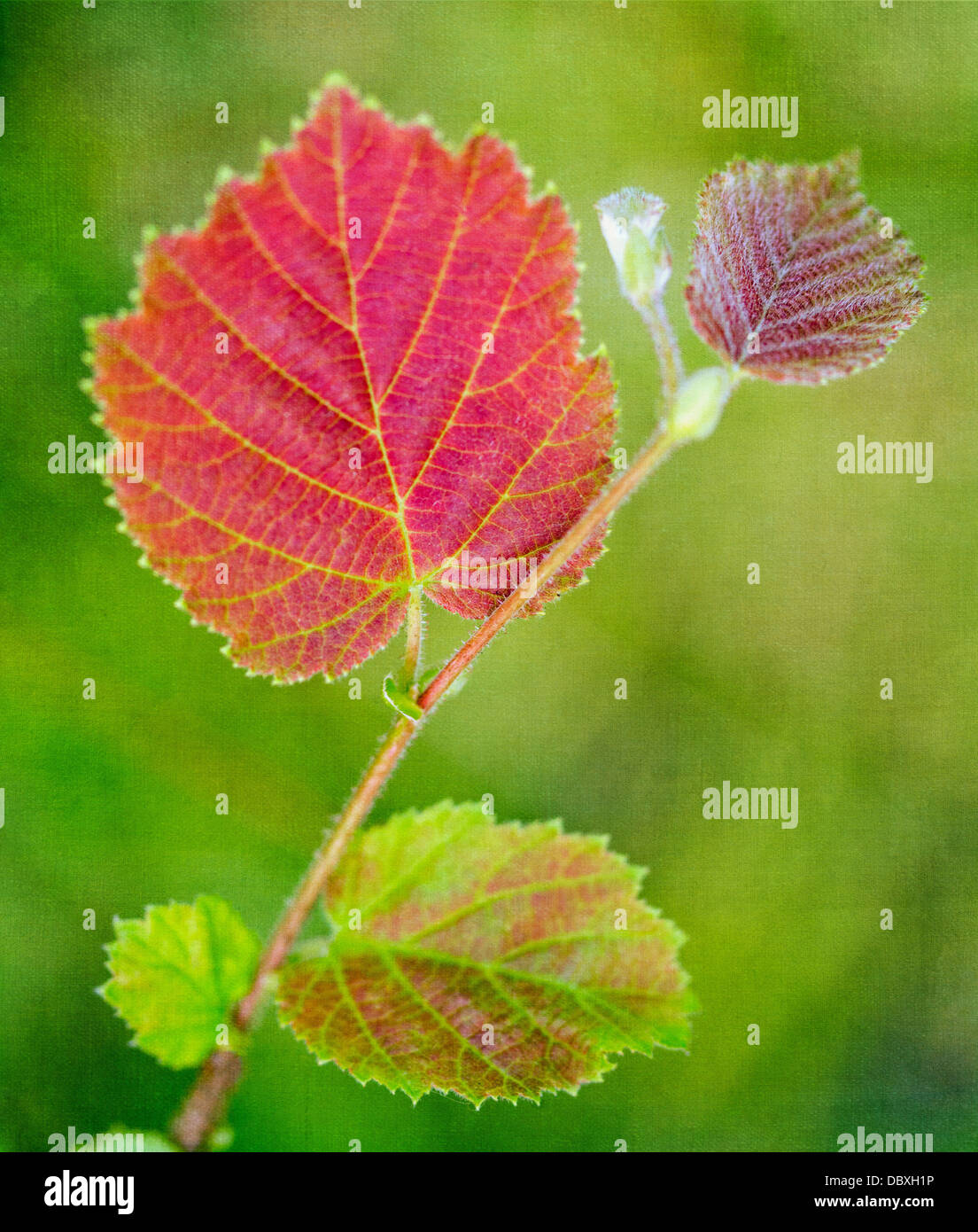 Textured leaves hi-res stock photography and images - Alamy