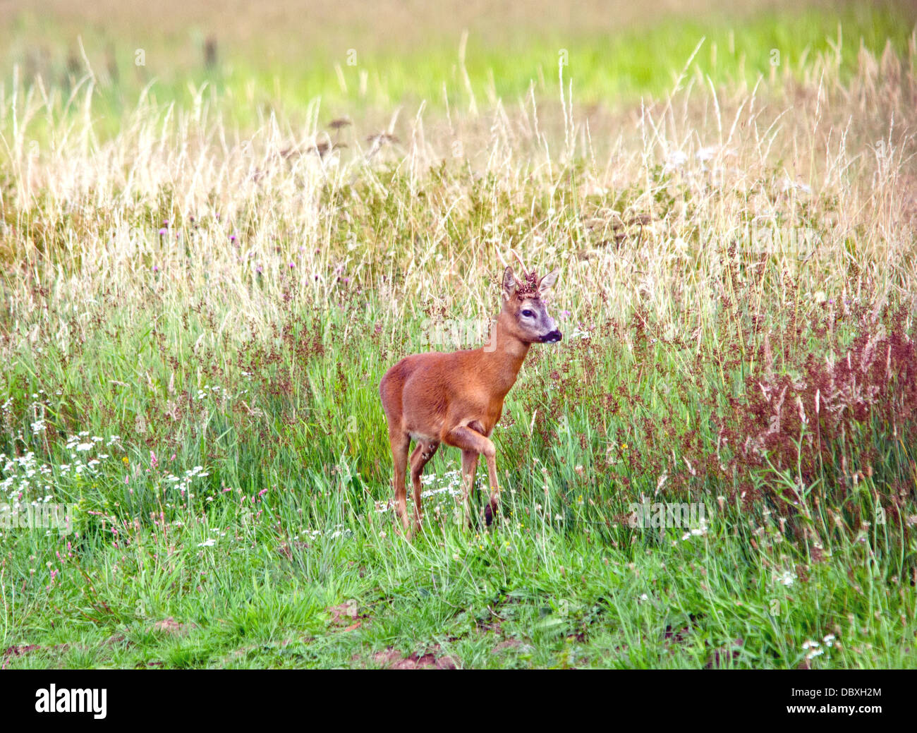 Roe deer buck Stock Photo - Alamy