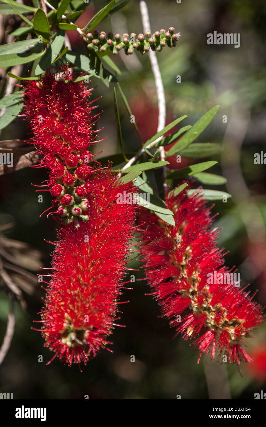 Callistemon flowers hi-res stock photography and images - Alamy