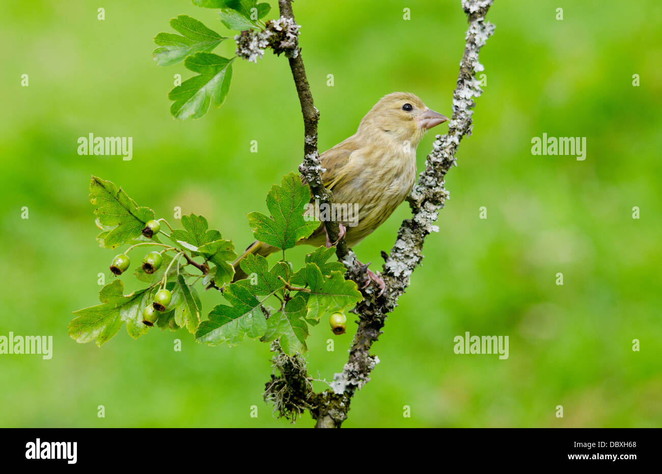 Juvenile greenfinch hi-res stock photography and images - Alamy