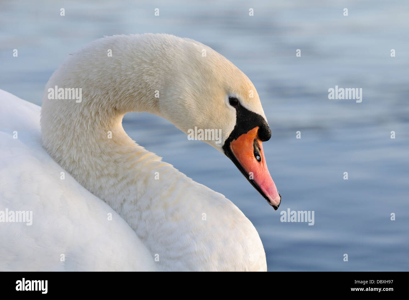 Swan head shot hi-res stock photography and images - Alamy