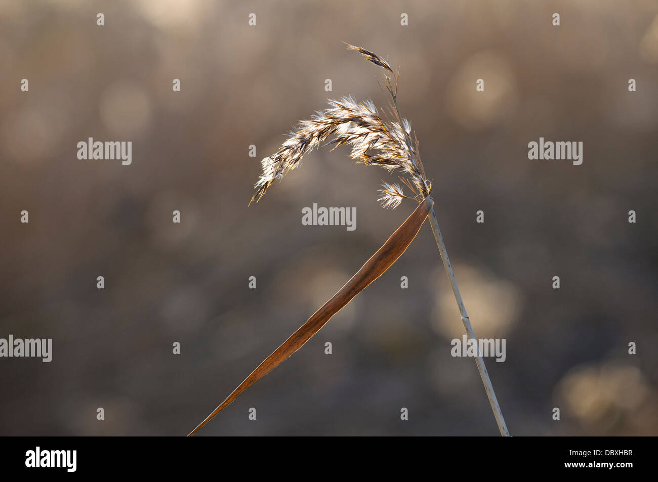 The backlit seed head of a common reed (Phragmites australis) in the ...
