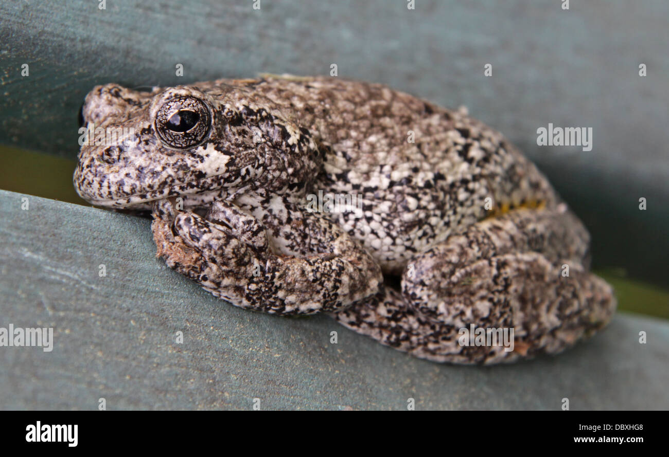 Ontario gray tree frog hi-res stock photography and images - Alamy