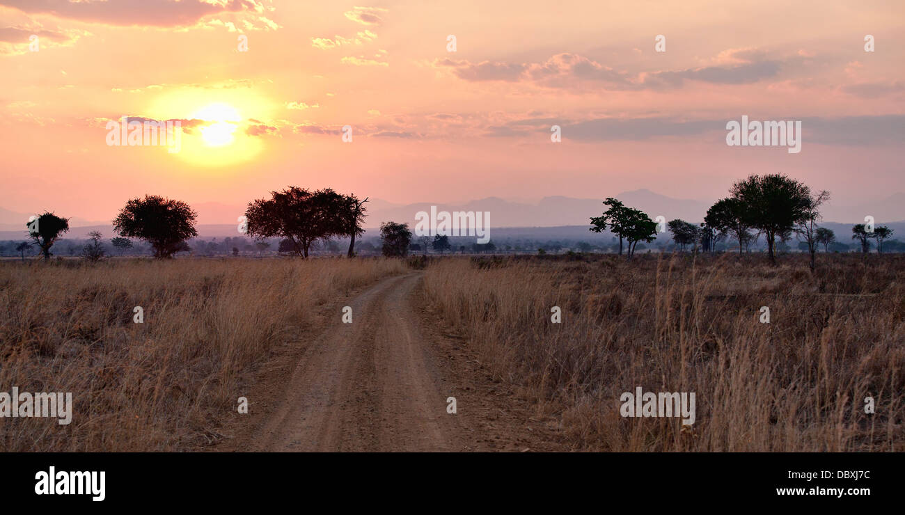 African bush at dawn hi-res stock photography and images - Alamy