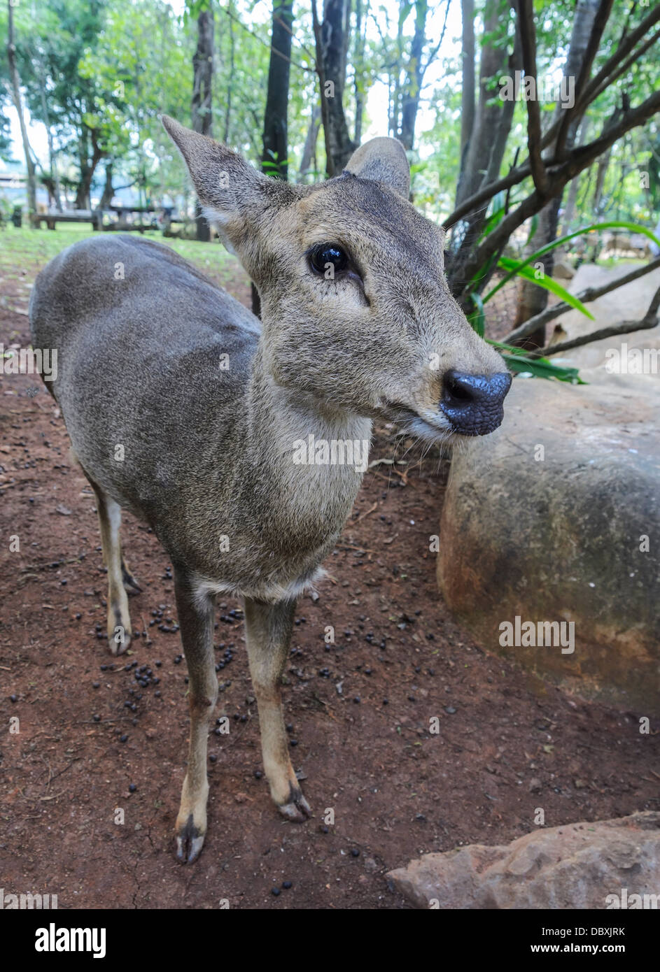 Deer Zoo High Resolution Stock Photography and Images - Alamy