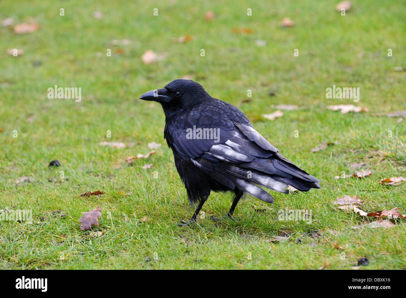 A carrion crow (Corvus corone) exhibiting the white patches of leucism ...