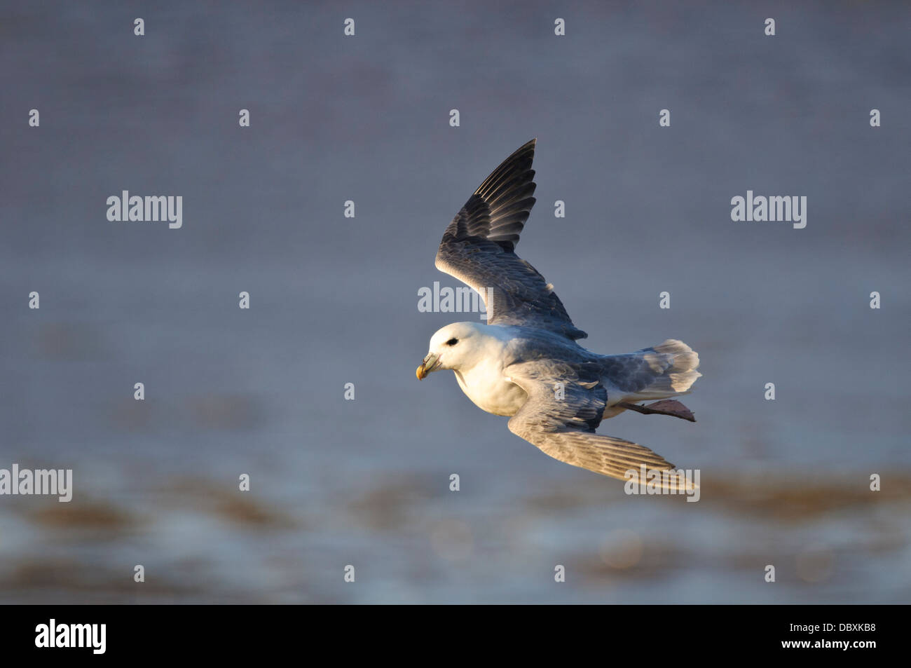 An adult fulmar (Fulmarus glacialis) gliding in front of the sand and ...